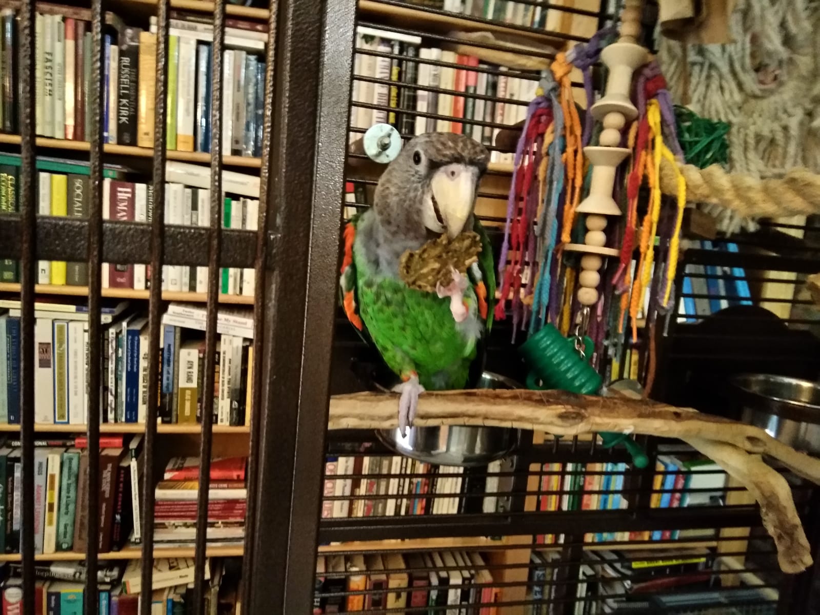 Parrot Genius And Congenital Kindness | BarelyABlog